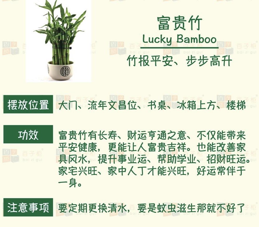 Baby Lucky Bamboo Plants/ trees ( For working Desk/ WC/ Kitchen ...