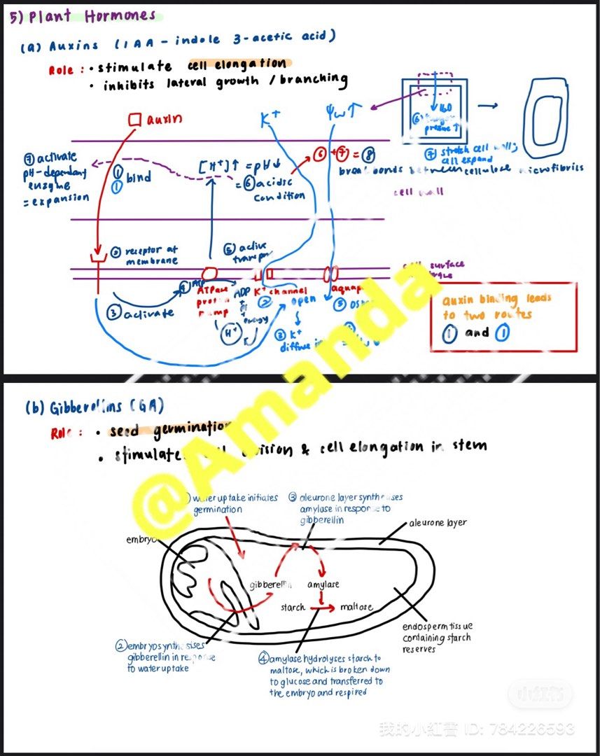 CAIE A2 Biology Notes, Hobbies & Toys, Books & Magazines, Assessment ...