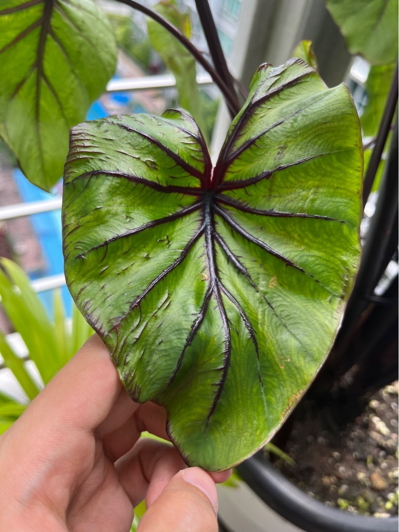 Colocasia Pharaoh Mask (4 plants available), Furniture & Home Living ...