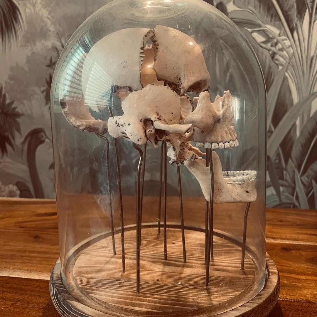 Exploded skull dome, Furniture & Home Living, Home Decor, Other Home ...