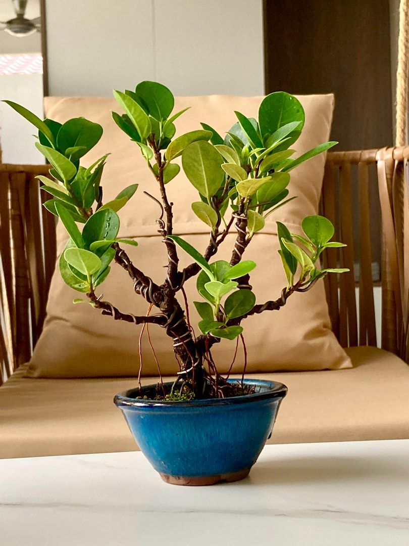 Ficus Microcarpa with aerial roots in glazed pot., Furniture & Home ...