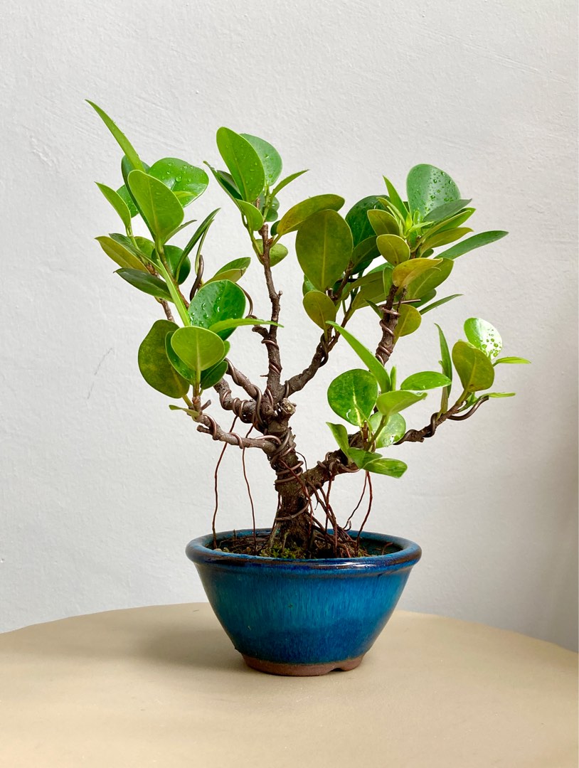 Ficus Microcarpa with aerial roots in glazed pot., Furniture & Home ...
