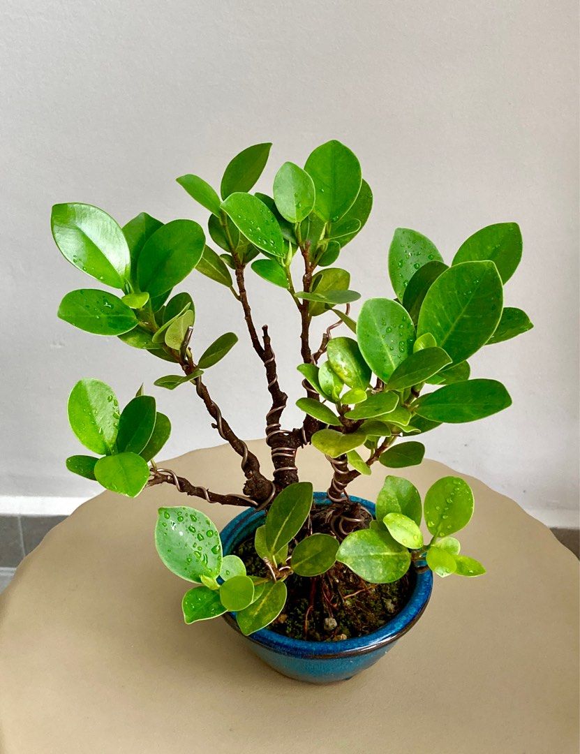 Ficus Microcarpa with aerial roots in glazed pot., Furniture & Home ...