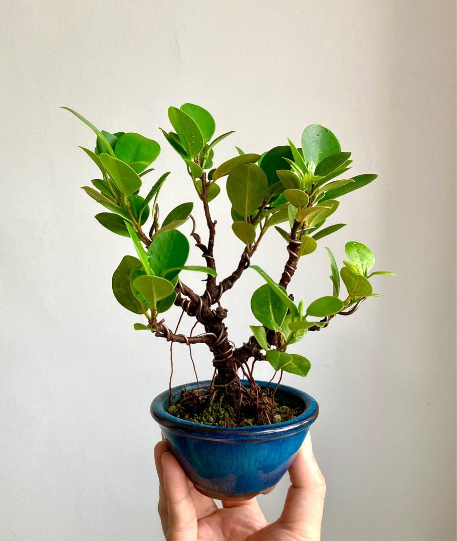 Ficus Microcarpa with aerial roots in glazed pot., Furniture & Home ...