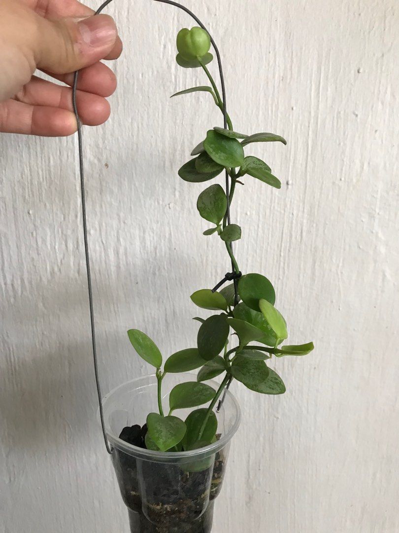 Hoya Biakensis Splash, Furniture & Home Living, Gardening, Plants ...
