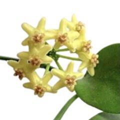 Hoya Biakensis Splash, Furniture & Home Living, Gardening, Plants ...