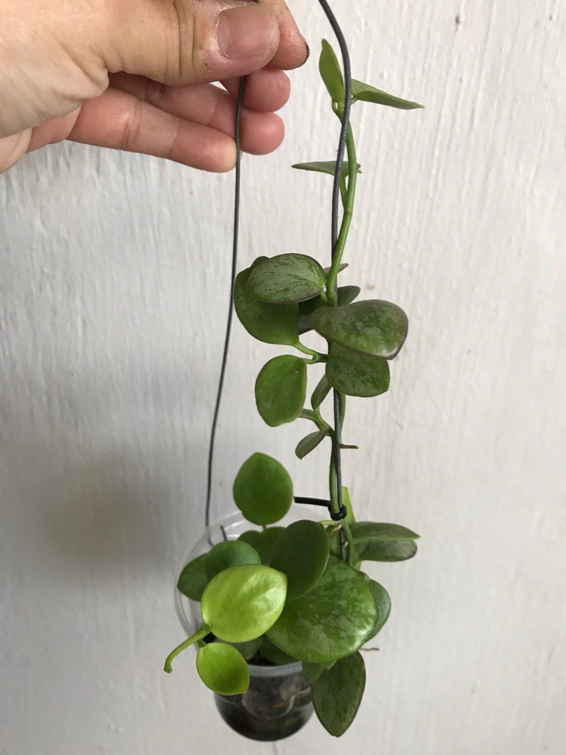 Hoya Biakensis Splash, Furniture & Home Living, Gardening, Plants ...