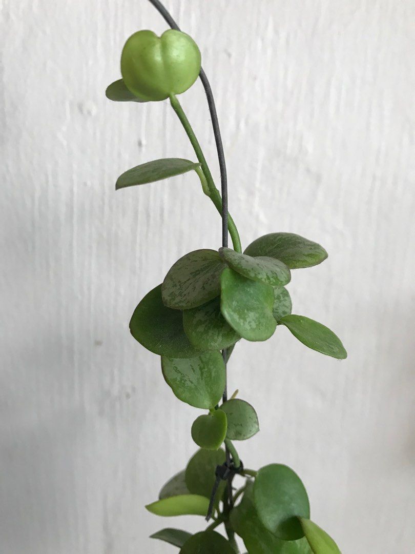 Hoya Biakensis Splash, Furniture & Home Living, Gardening, Plants ...