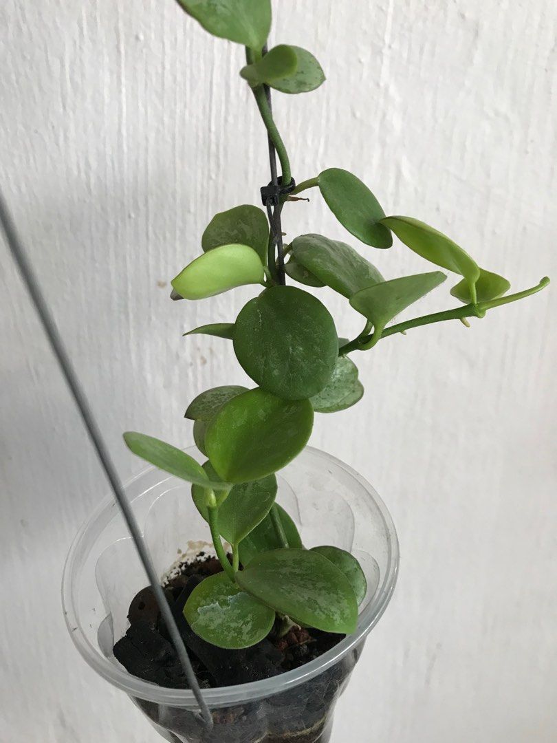 Hoya Biakensis Splash, Furniture & Home Living, Gardening, Plants ...