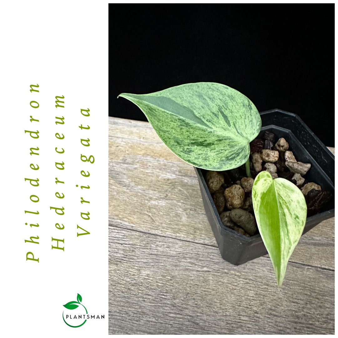 Philodendron Hederaceum Variegata, Furniture & Home Living, Gardening ...