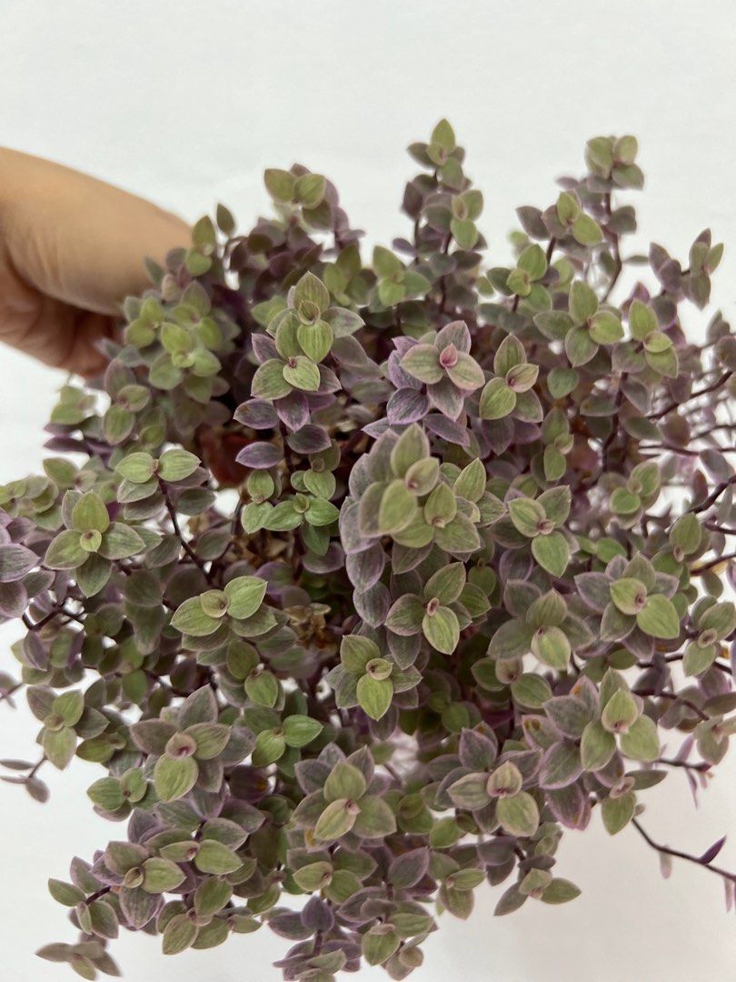 Pink Lady Plant, Furniture & Home Living, Gardening, Plants & Seeds on ...