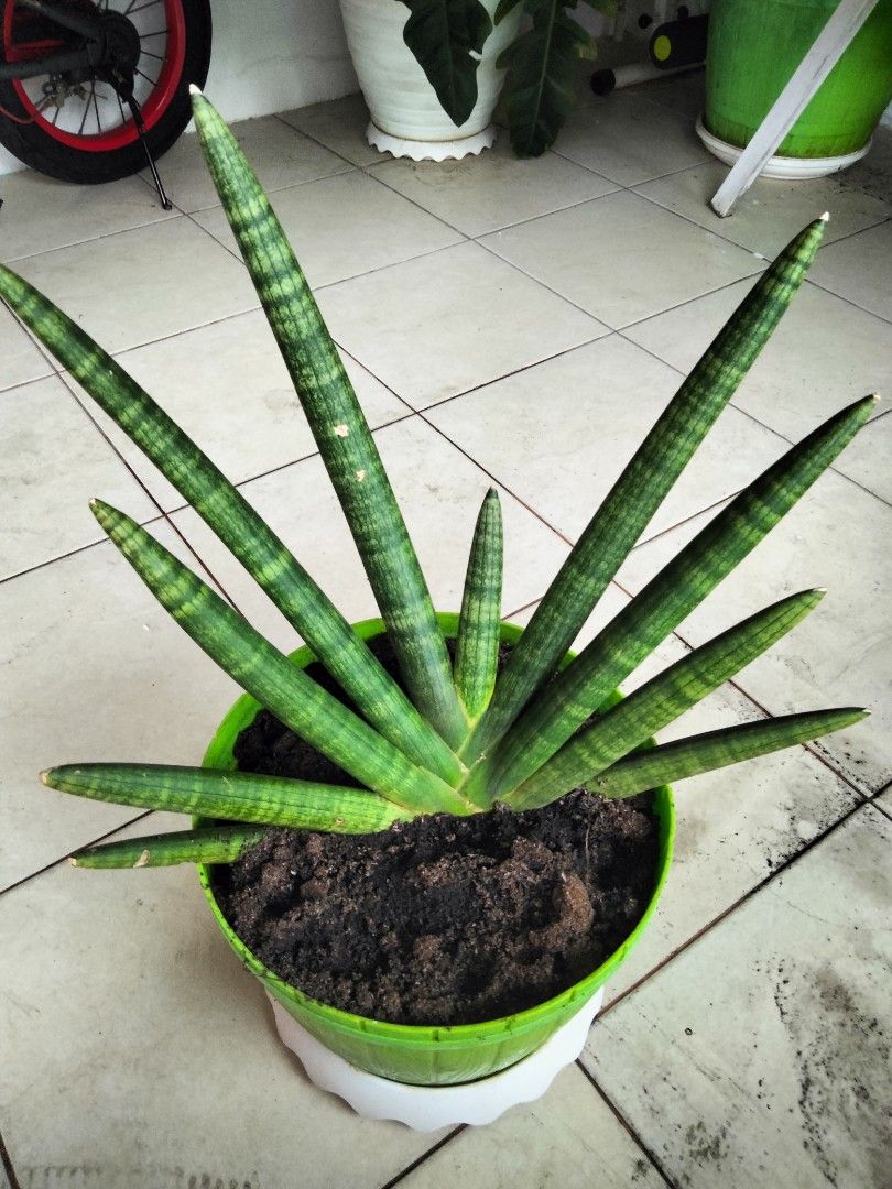 Sansevieria boncel, Perkebunan di Carousell