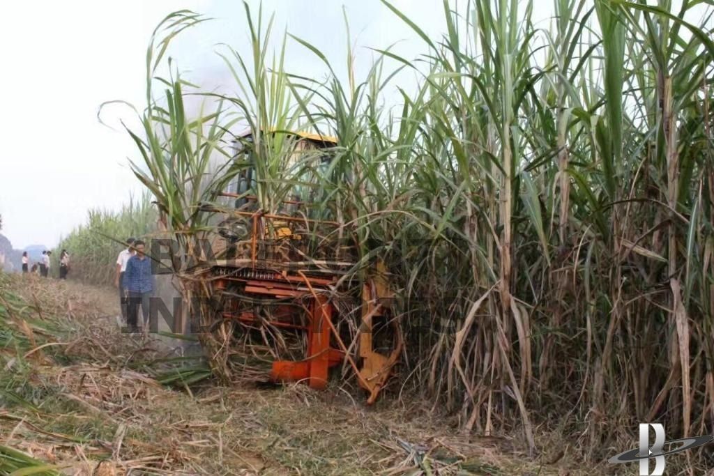 Sugar Cane Agricultural Farm Loader and Cutter, Commercial & Industrial ...