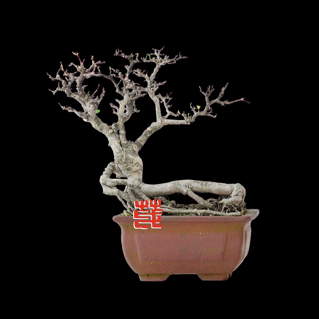Bonsai 20cm Shui Mei Water Jasmine Wrightia Religiosa, Furniture & Home ...