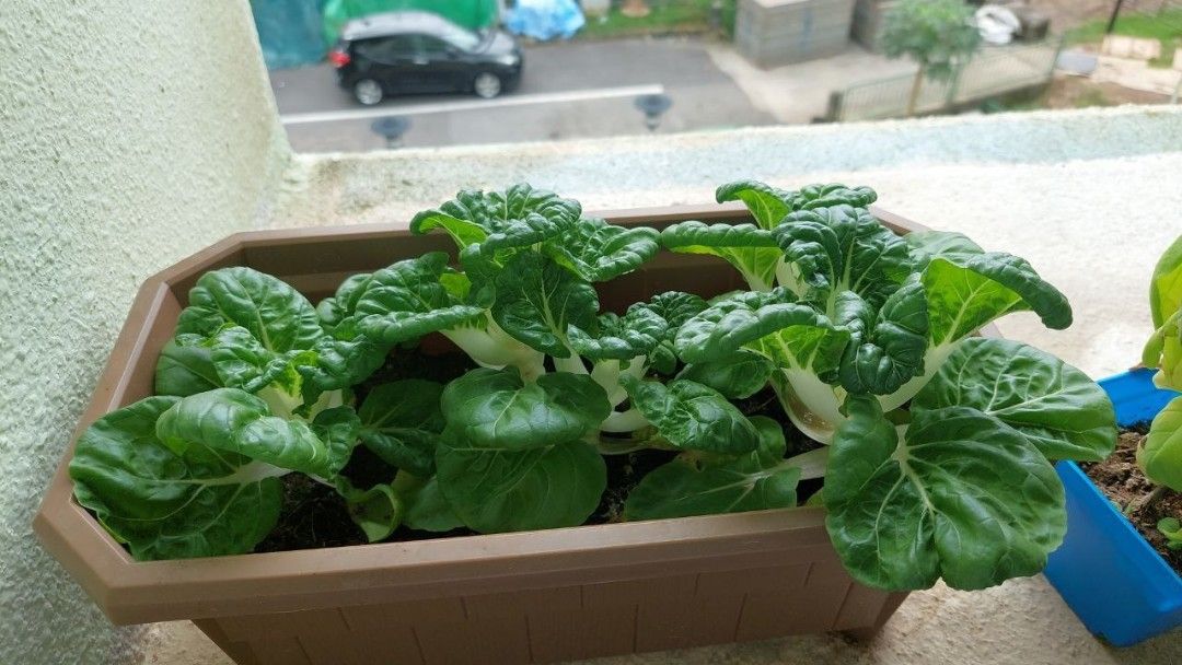 Dou Miao Plant growing kit, Furniture & Home Living, Gardening, Pots ...