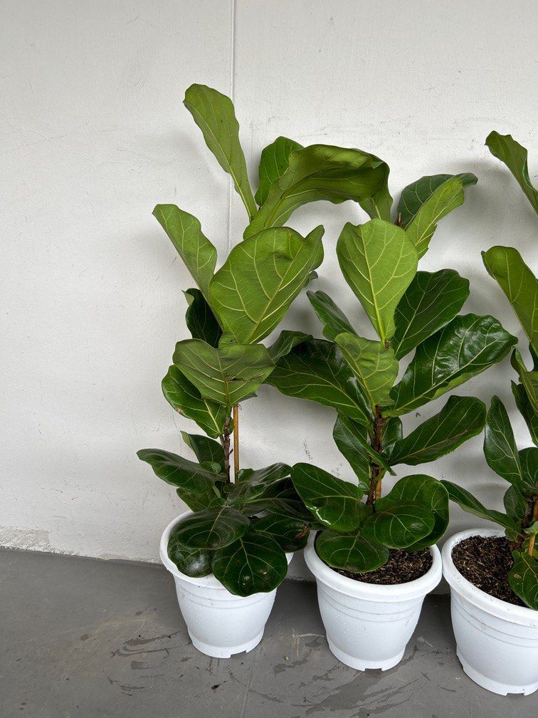 Ficus lyata 100cm tall in new 26cm pot $20 each, Furniture & Home ...