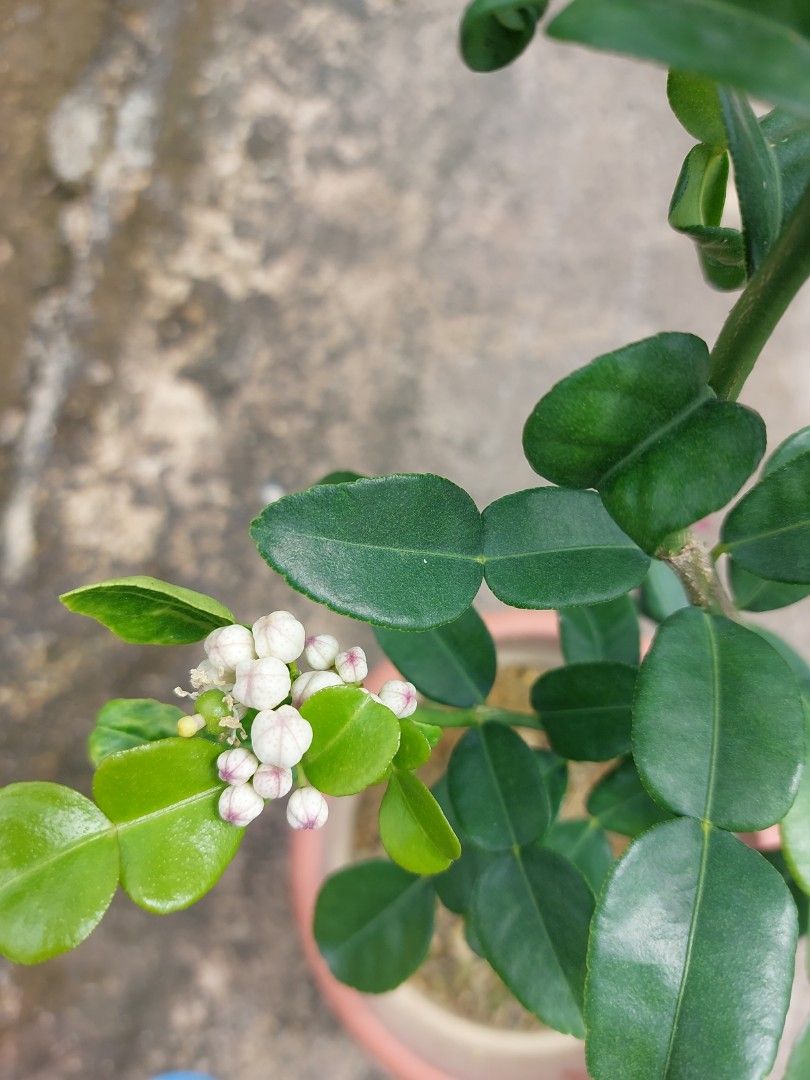 Flowering limau Purut /Kaffir lime, Furniture & Home Living, Gardening ...