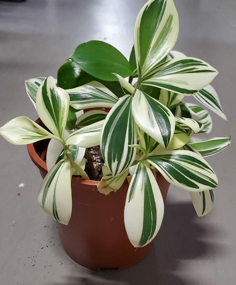 Hellenia Speciosa Crepe Ginger Albo Variegated, Furniture & Home Living ...
