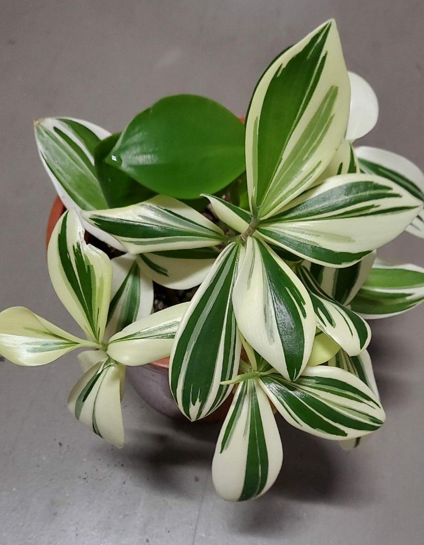 Hellenia Speciosa Crepe Ginger Albo Variegated, Furniture & Home Living ...