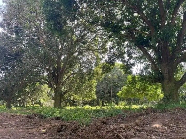 Indang Cavite Lot for Sale, Property, For Sale, Lot on Carousell