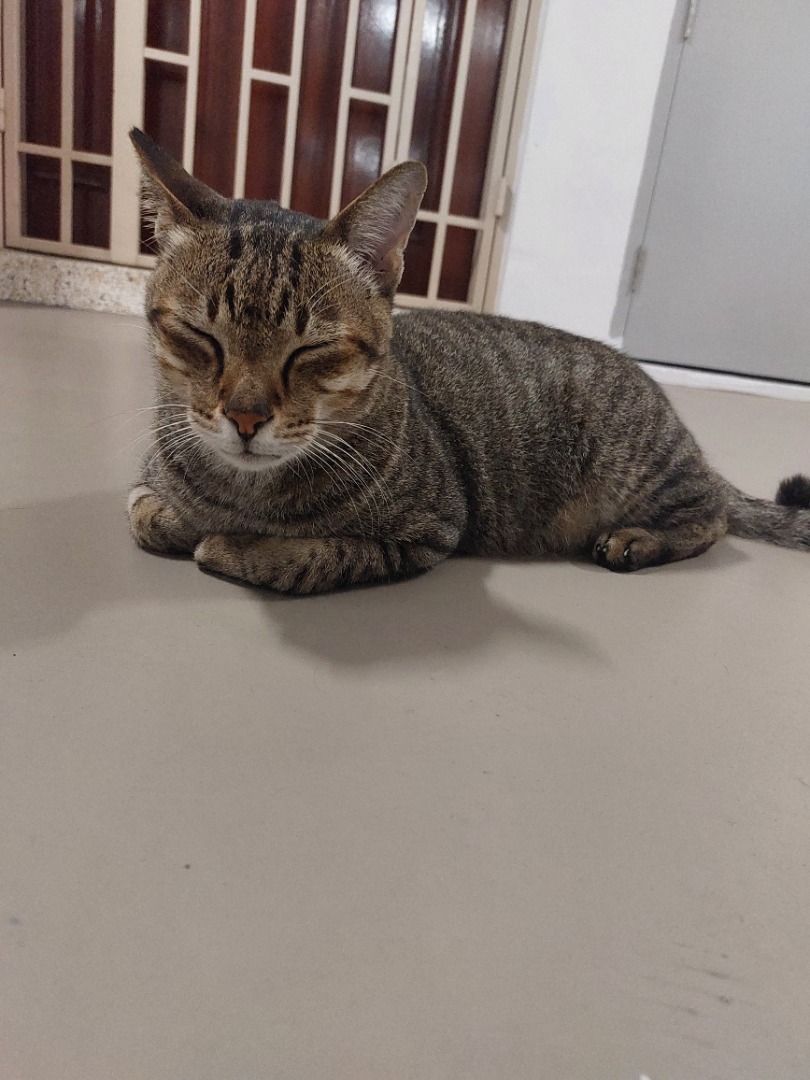 LF cat items, Free Items on Carousell