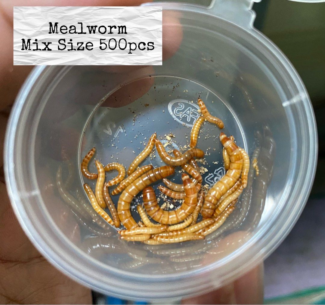 Mealworm & Buffaloworm pupae, Pet Supplies, Pet Food on Carousell