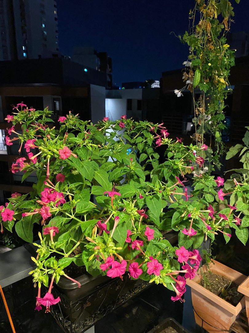 Mirabilis Jalapa / The Marvel of Peru Pink Flower, Furniture & Home ...