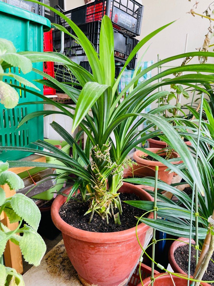 Pandan in a pot for cooking!, Furniture & Home Living, Gardening ...