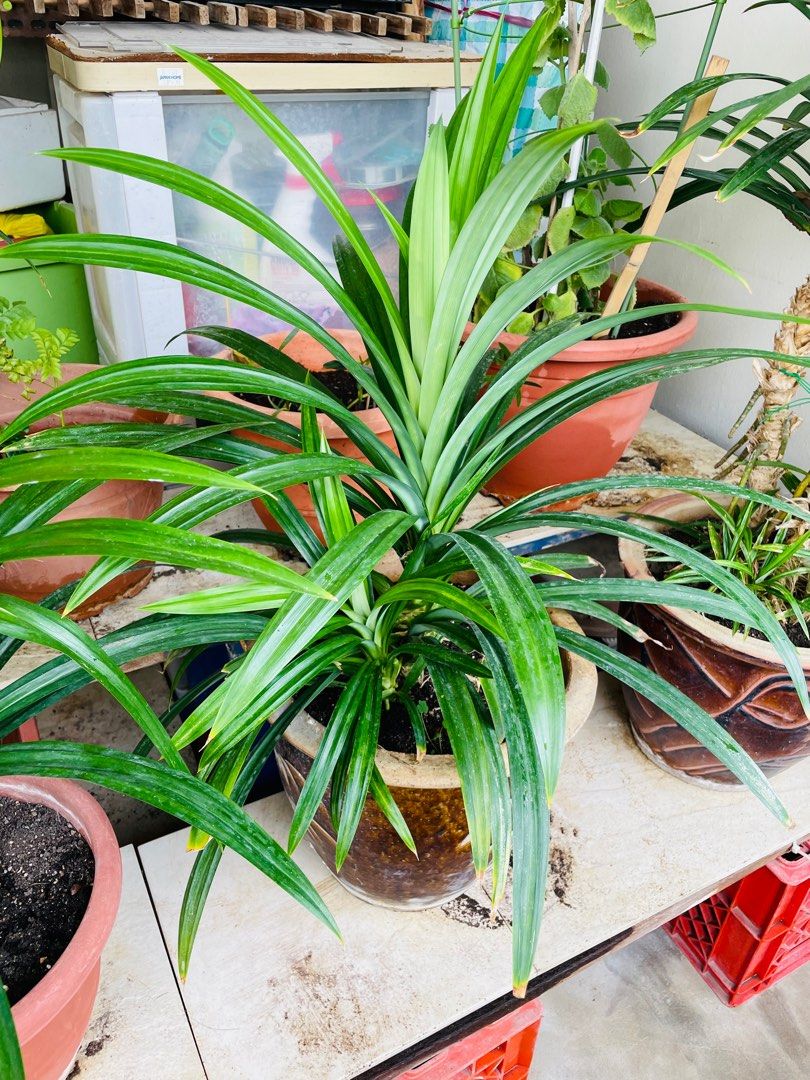 Pandan in a pot for cooking!, Furniture & Home Living, Gardening ...