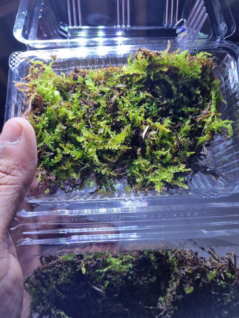 string moss terrarium, Furniture & Home Living, Gardening, Plants & Seeds on Carousell