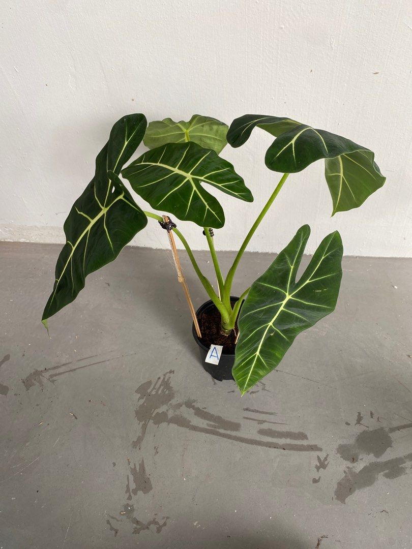 Alocasia Frydek (Big Leaves) $19 each, Furniture & Home Living ...