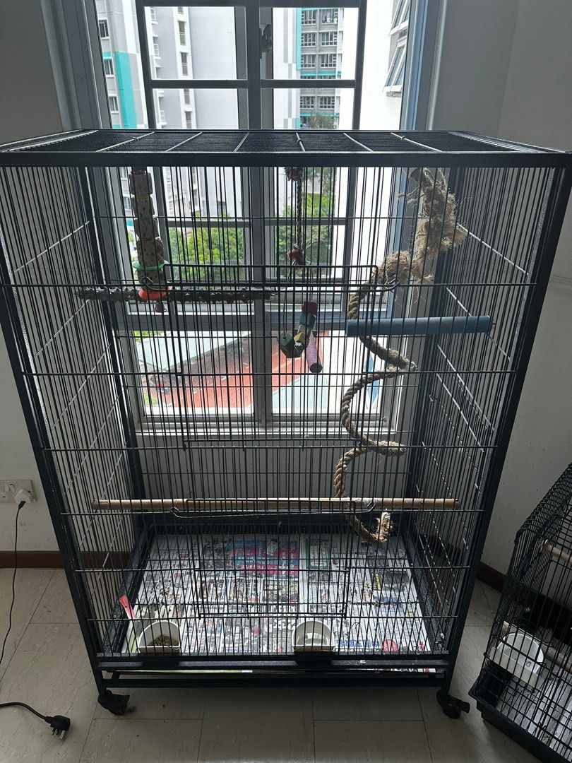 bird cage for big parrots (eg.african, macaw), Pet Supplies, Homes & Other Pet Accessories on ...