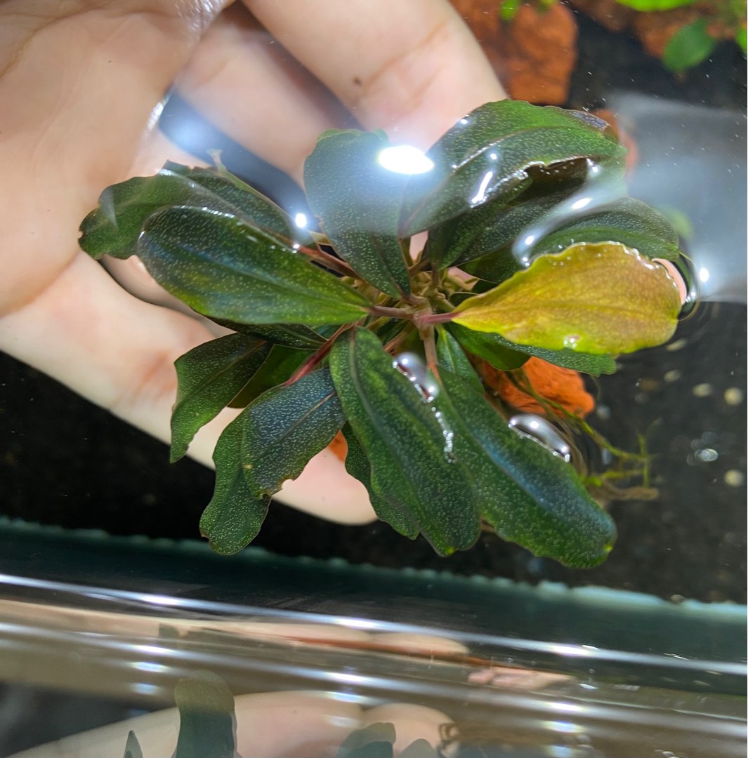 bucep Motleyana Deep Blue, Furniture & Home Living, Gardening, Plants ...