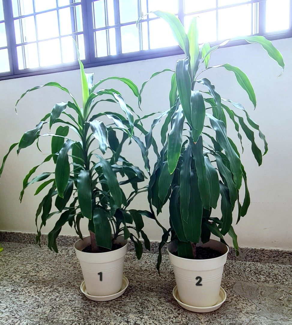 Dracena Fragrans (Iron Tree) 3.6ft/ 43 inch/ 110cm, Furniture & Home ...