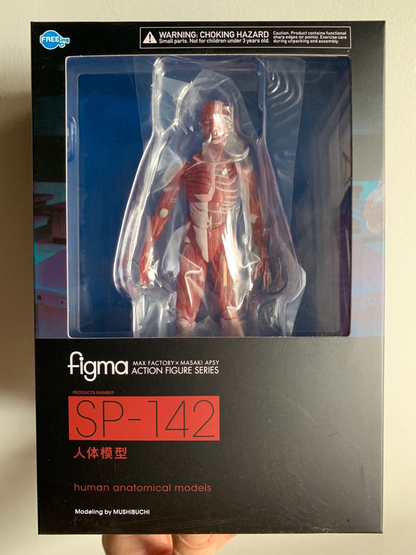 Figma SP-142 Human Anatomical model, Hobbies & Toys, Toys & Games on ...