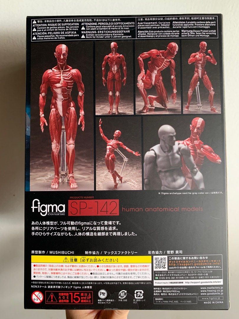 Figma SP-142 Human Anatomical model, Hobbies & Toys, Toys & Games on ...