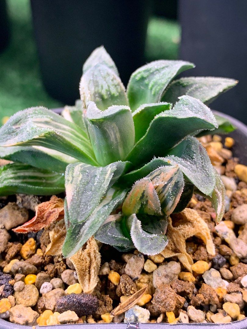 Haworthia Tiger Pygmae Variegated, Furniture & Home Living, Gardening ...