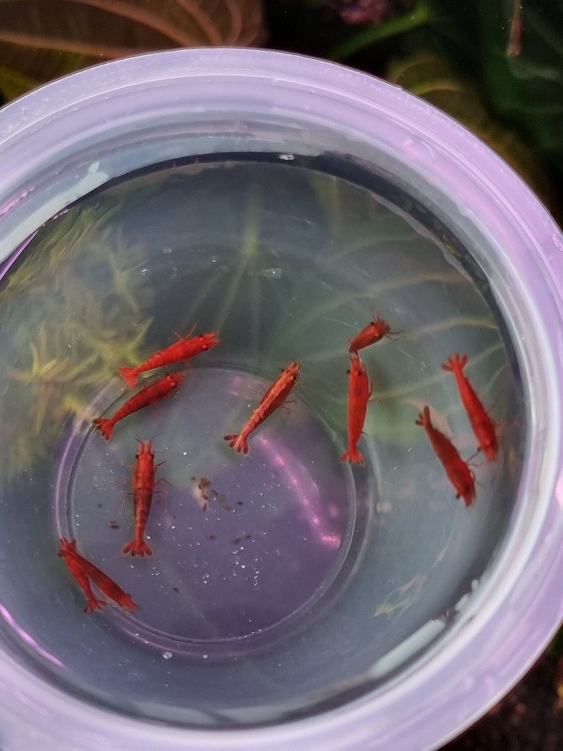 Fire red shrimp, foc java moss|for shrimp tank, fry, nano tank|aquatic ...