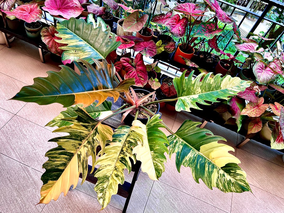 Philodendron Caramel Marble Variegated, Furniture & Home Living ...