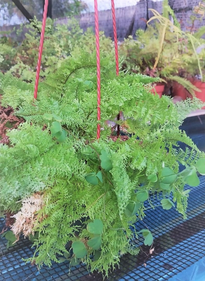 POKOK PAKU PAKIS SWORD FERN, Furniture & Home Living, Gardening, Pots ...