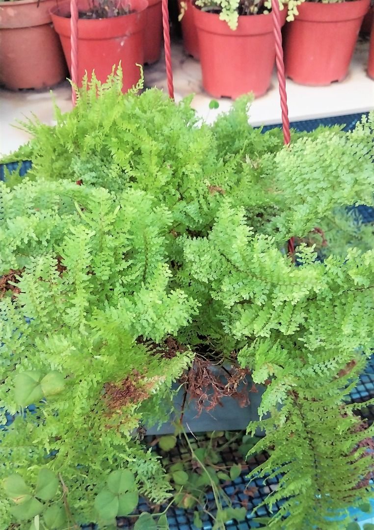 POKOK PAKU PAKIS SWORD FERN, Furniture & Home Living, Gardening, Pots ...
