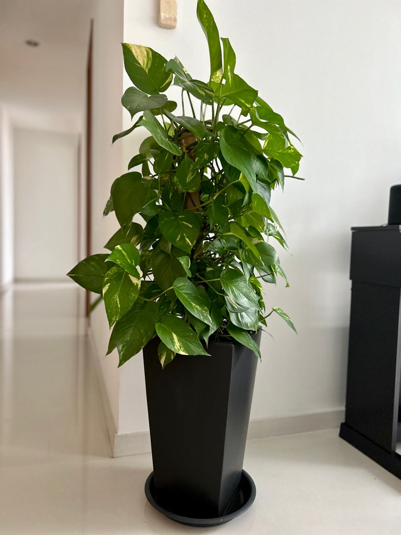 Potted Plant, Furniture & Home Living, Gardening, Plants & Seeds on ...