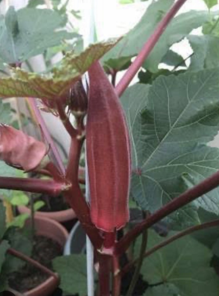 Red Okra Seeds 2Grams Pack/30Seeds, Furniture & Home Living, Gardening ...