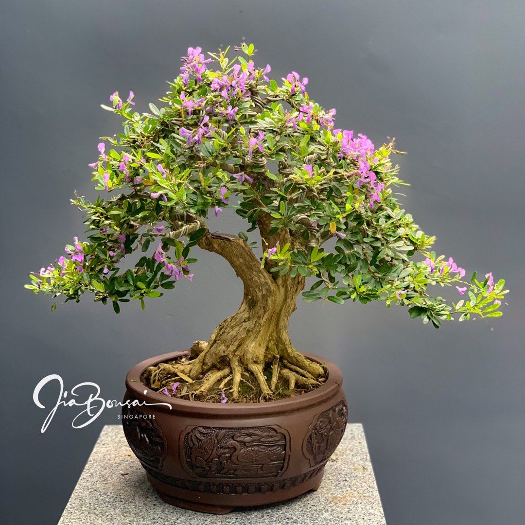 43/15cm flowering Linh Sam Bonsai, Furniture & Home Living, Gardening ...