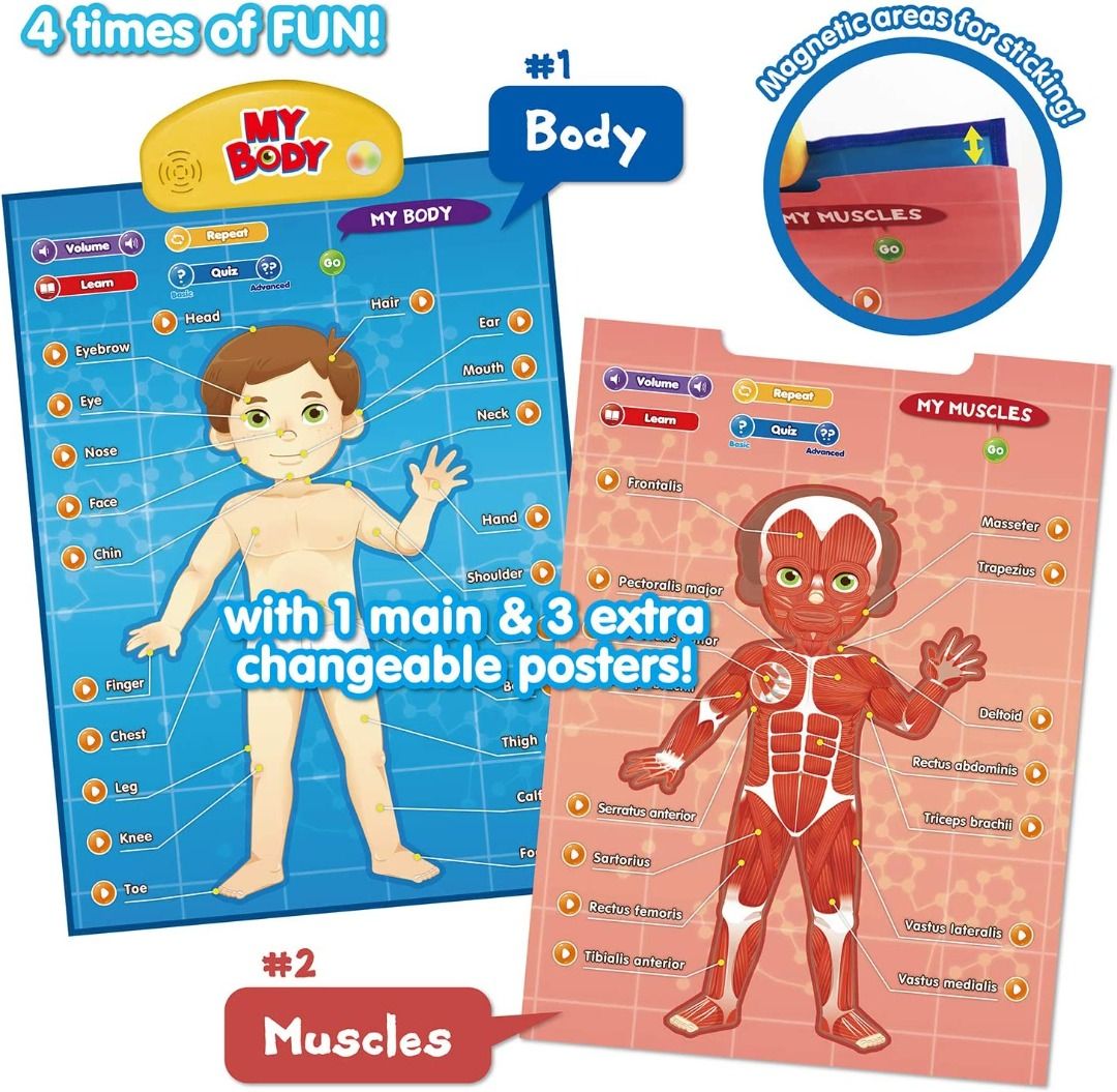 BEST LEARNING i-Poster My Body - Interactive Educational Human Anatomy ...