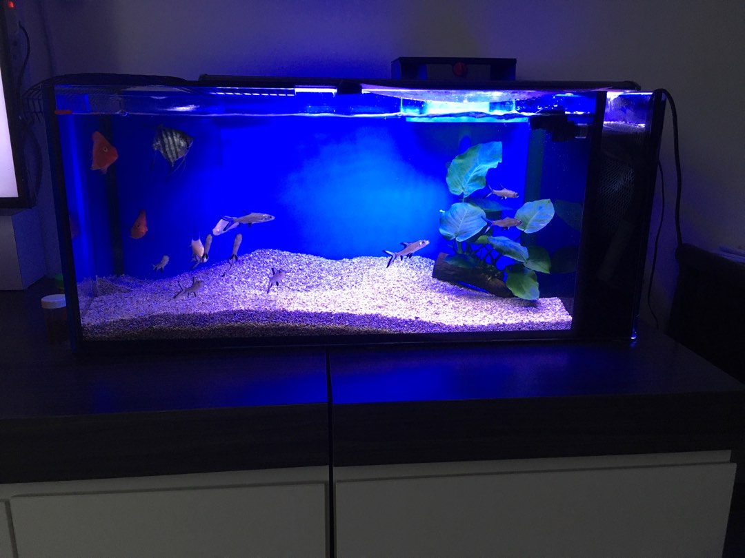Innovative Marine Peninsula 2 feet fish tank with sump at side , Pet ...