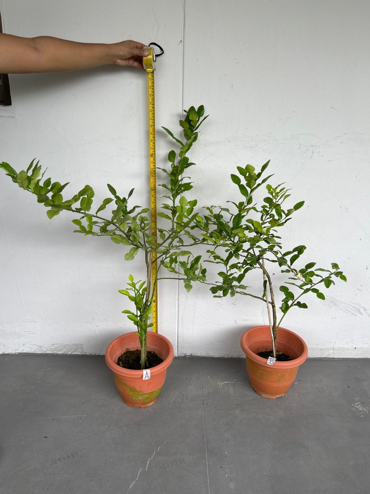 Limau Purut/Kaffir lime plant $20 each, Furniture & Home Living ...