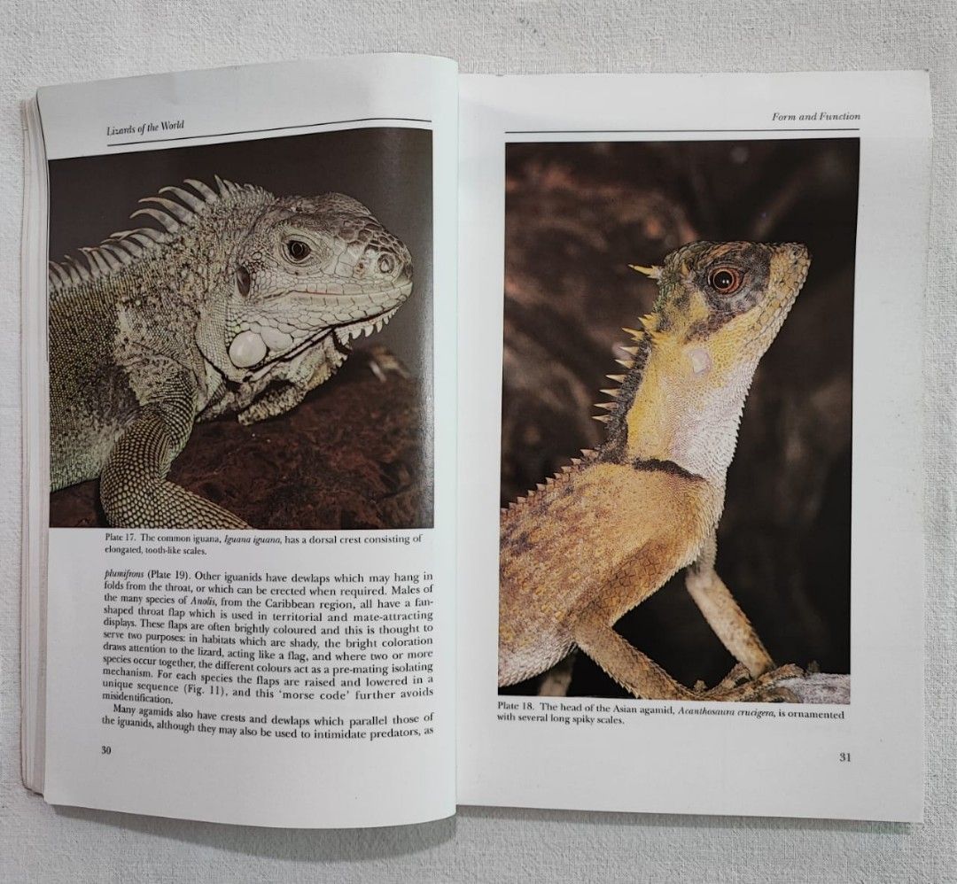 LIZARDS OF THE WORLD, Hobbies & Toys, Books & Magazines, Storybooks on ...
