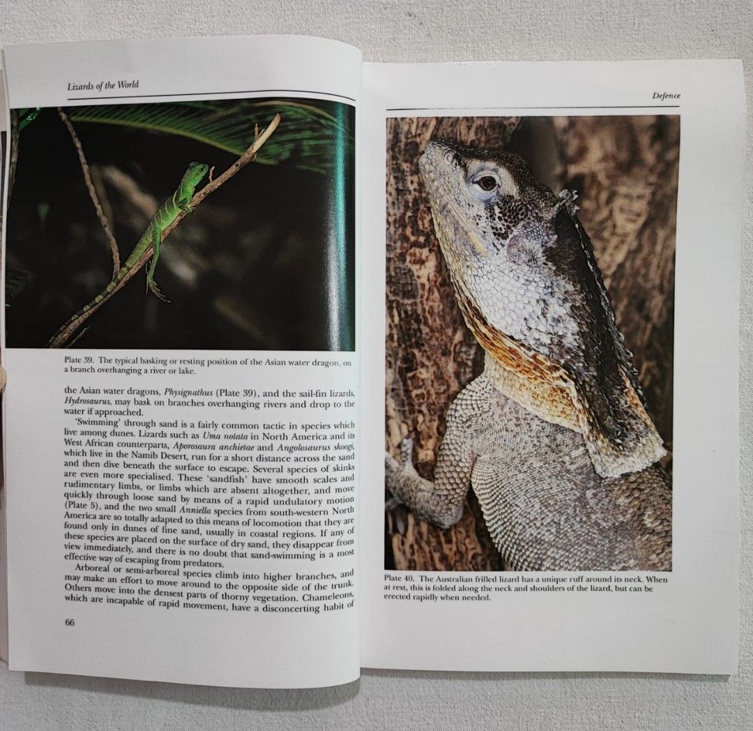 LIZARDS OF THE WORLD, Hobbies & Toys, Books & Magazines, Storybooks on ...