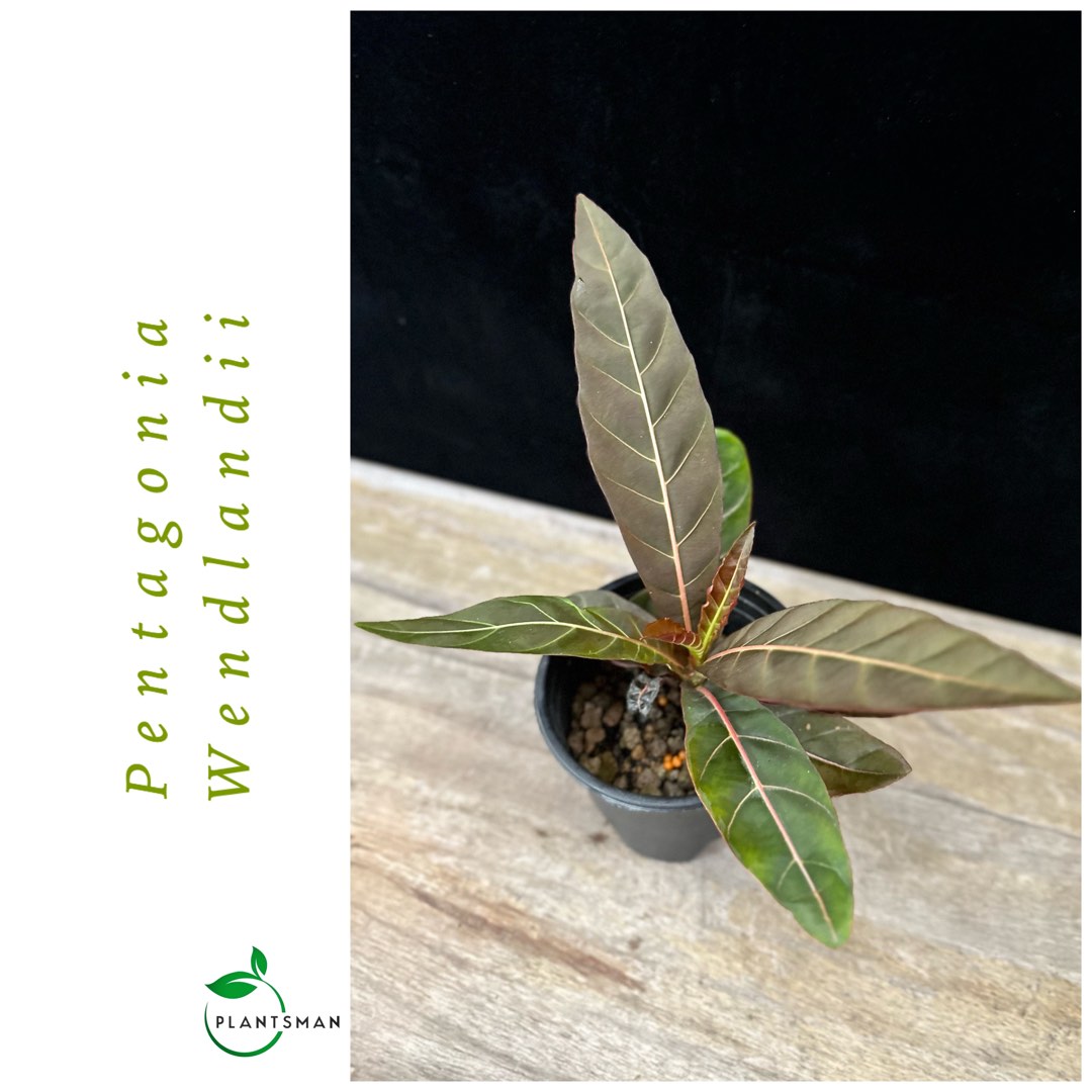 Pentagonia Wendlandii, Furniture & Home Living, Gardening, Plants ...